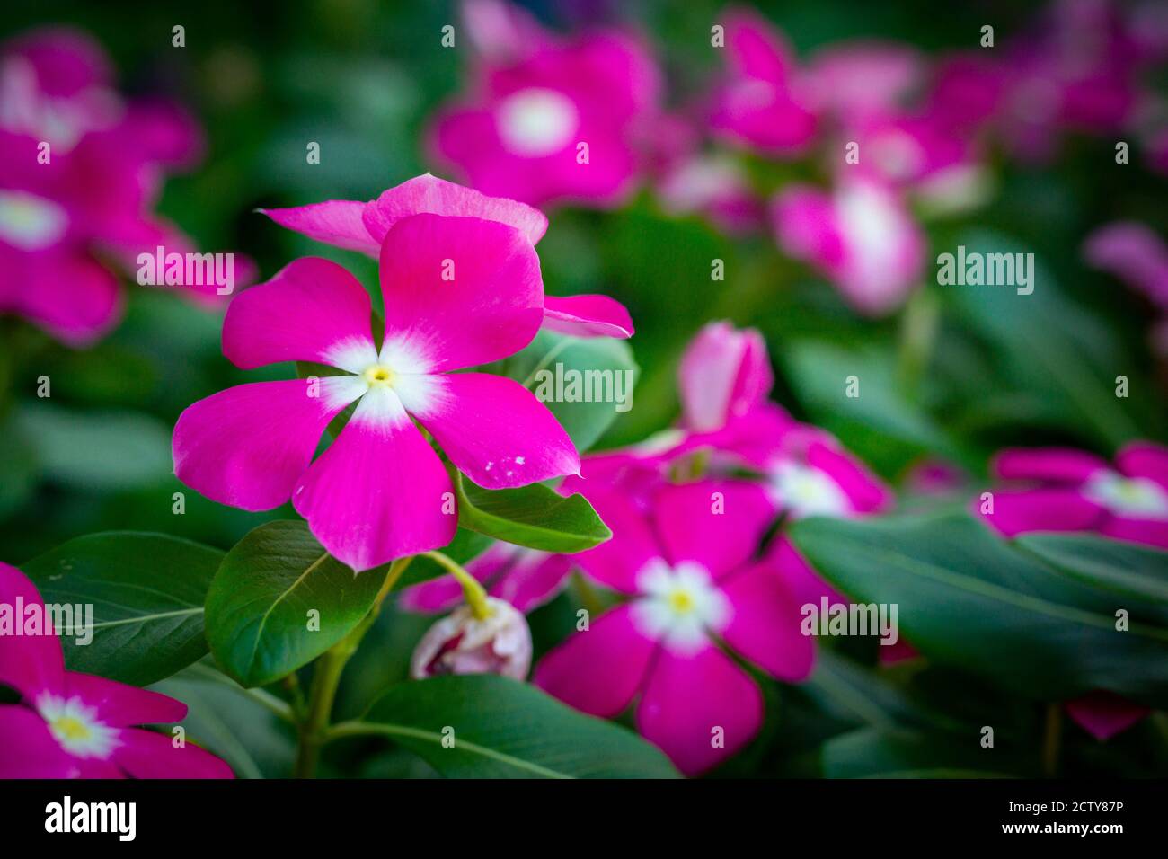 Periwinkle Flower High Resolution Stock Photography and Images - Alamy
