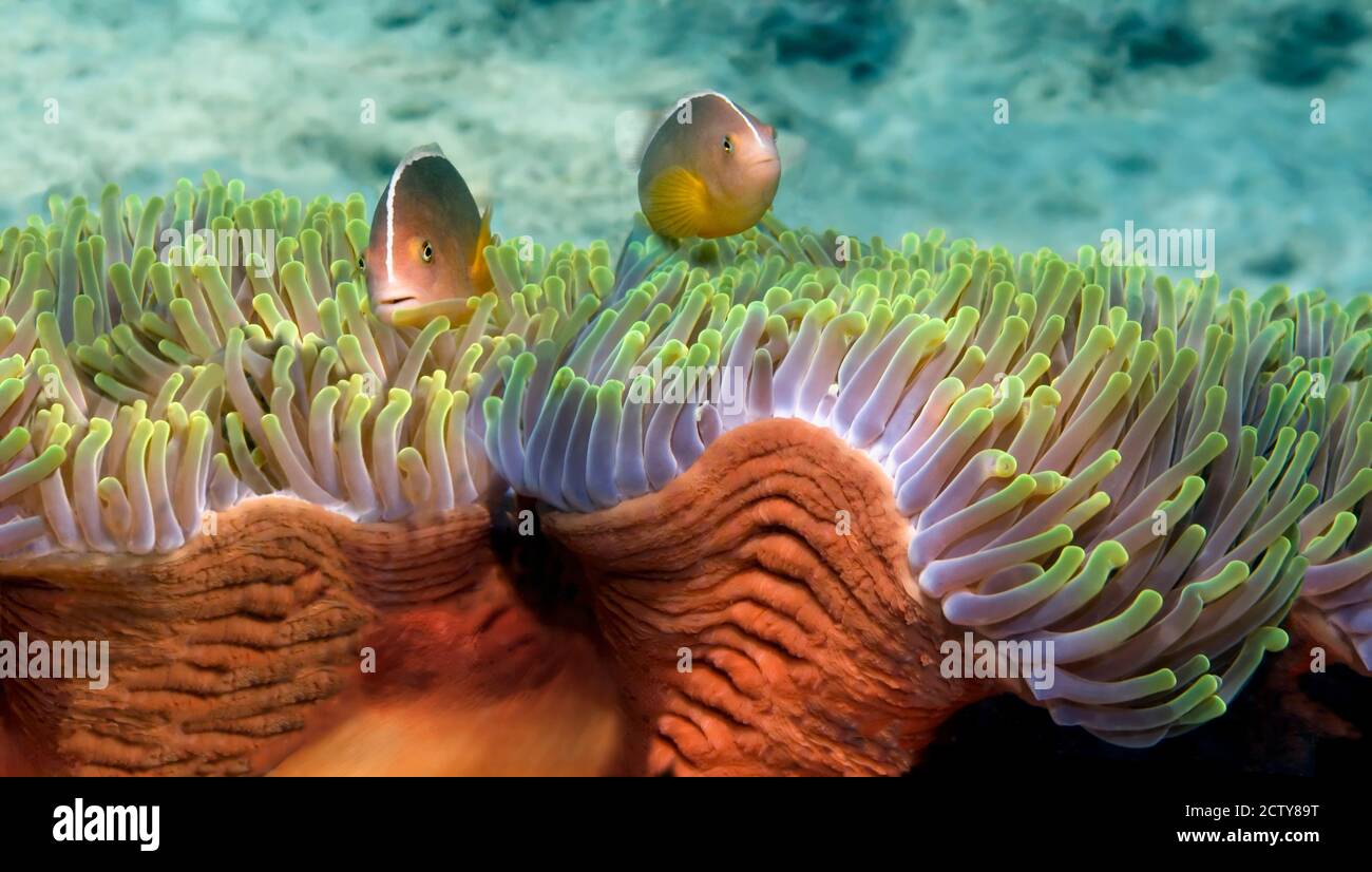 Anemonefish in bulb hi-res stock photography and images - Alamy