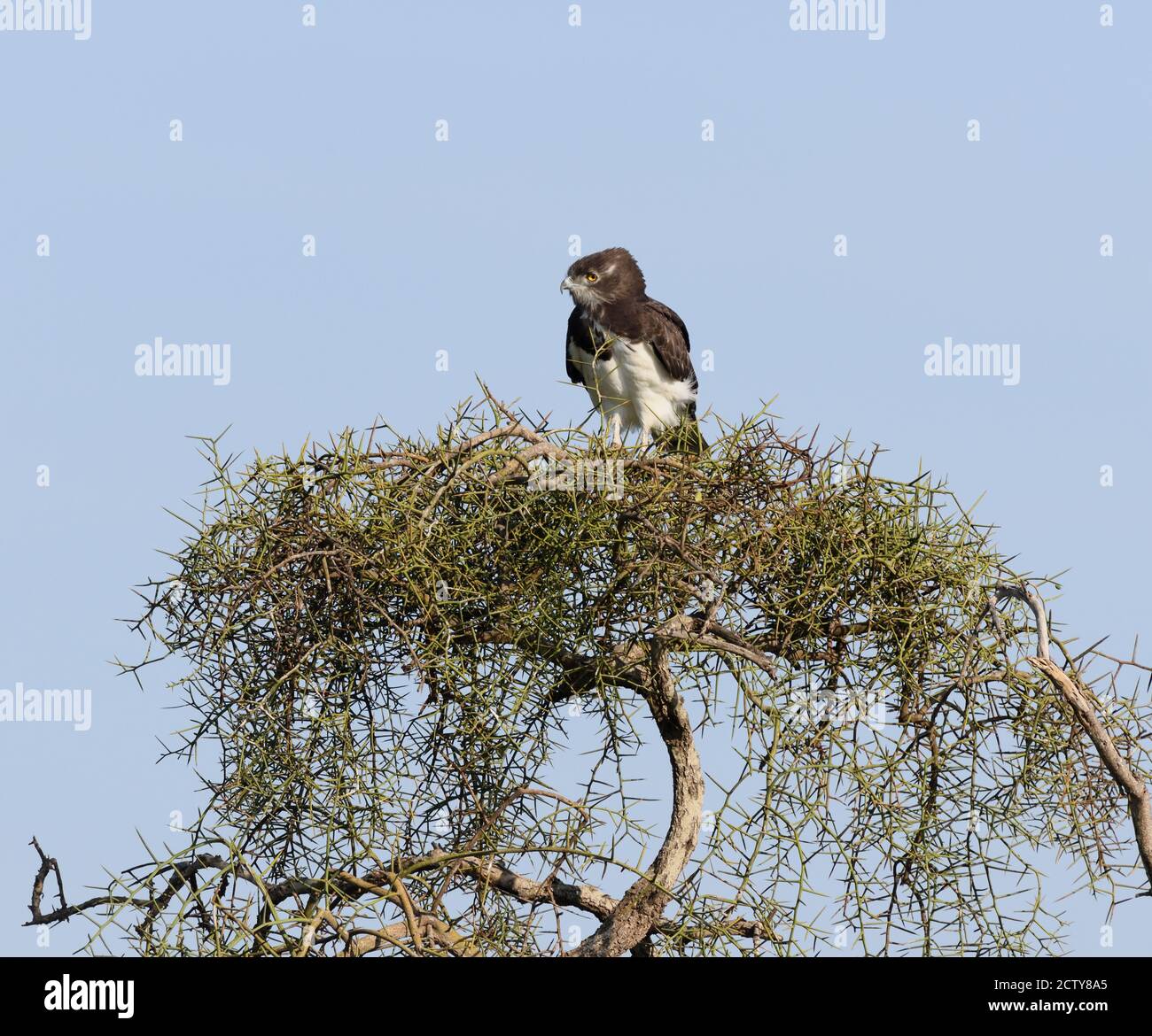 A black-chested snake eagle or black-breasted snake eagle (Circaetus ...