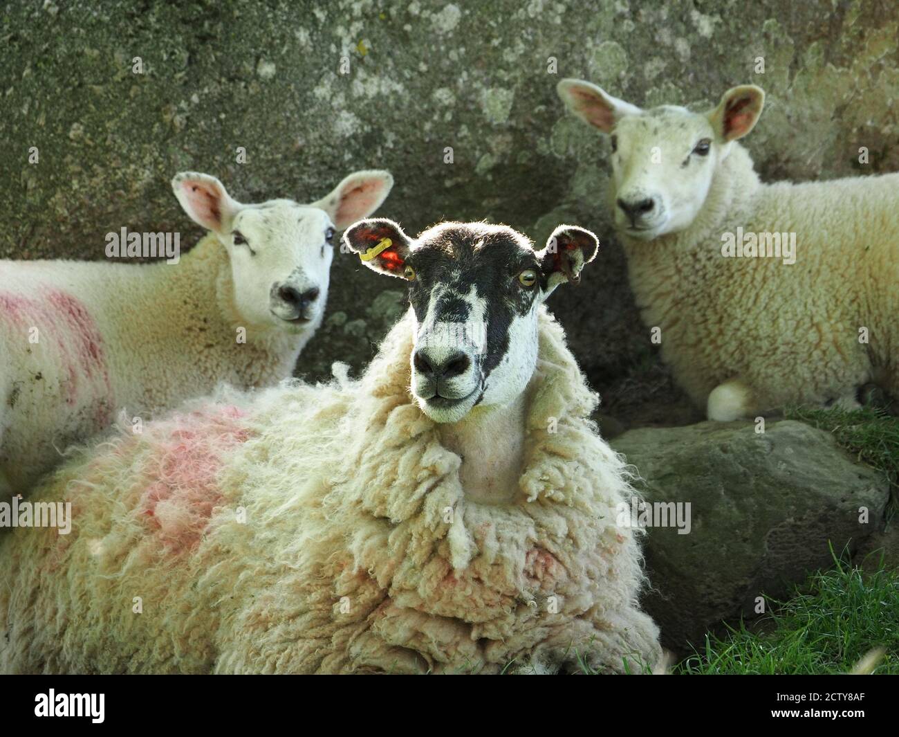 Maternal twins hi-res stock photography and images - Alamy