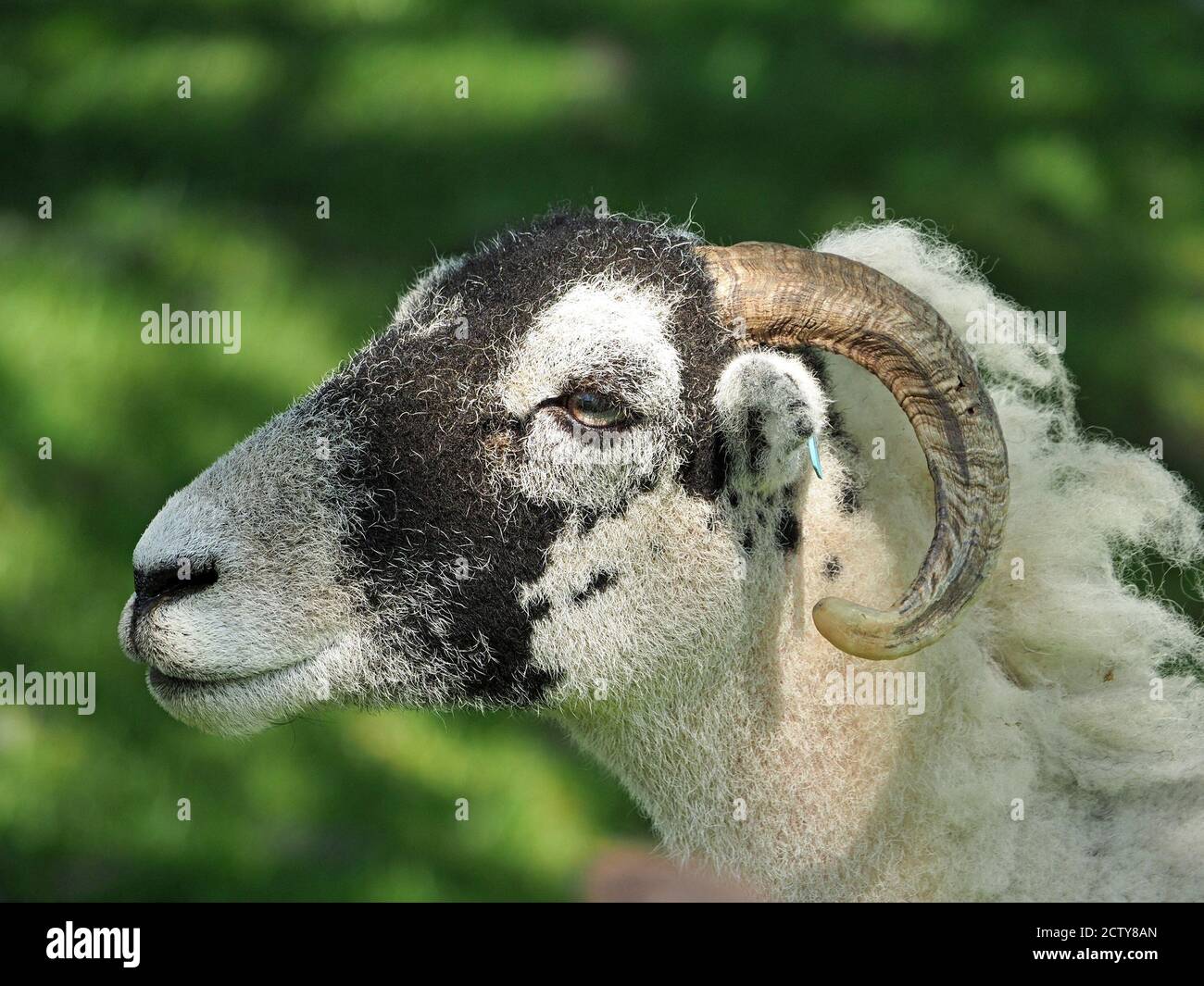 Sheep with grass texture hi-res stock photography and images - Alamy