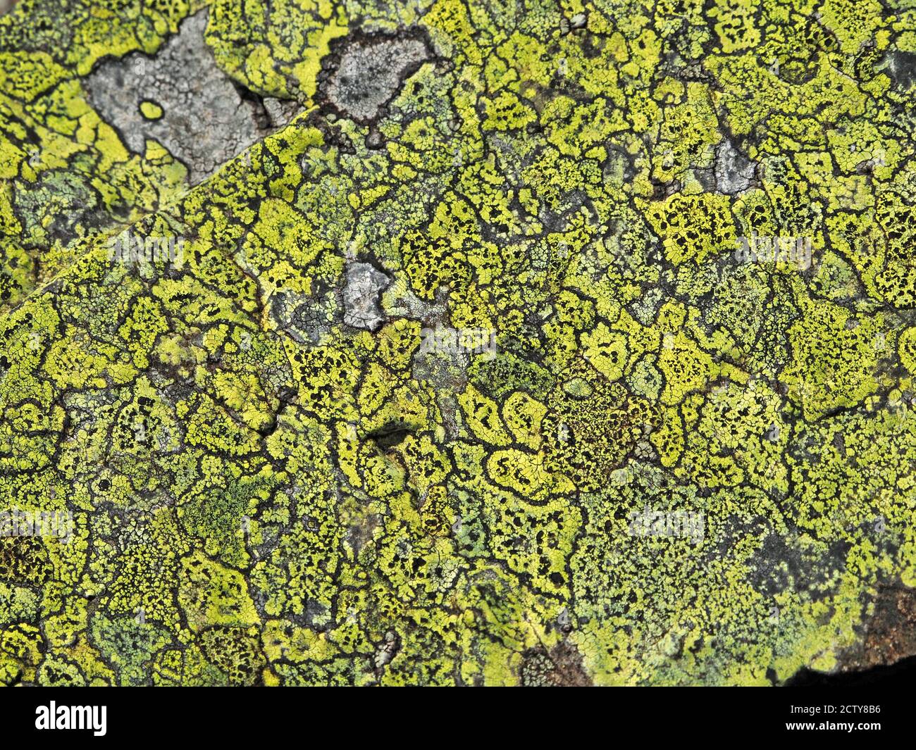 Map lichen uk hi-res stock photography and images - Alamy