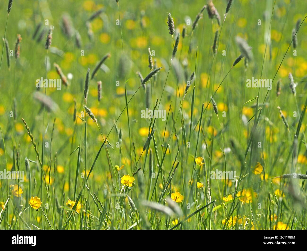Yellow flowers waving in summer hi-res stock photography and images - Alamy