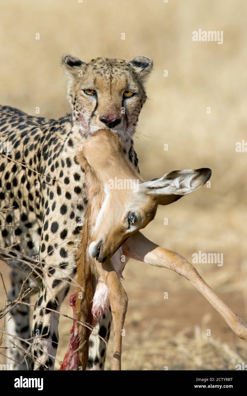 Close-up of a cheetah carrying its kill Stock Photo - Alamy