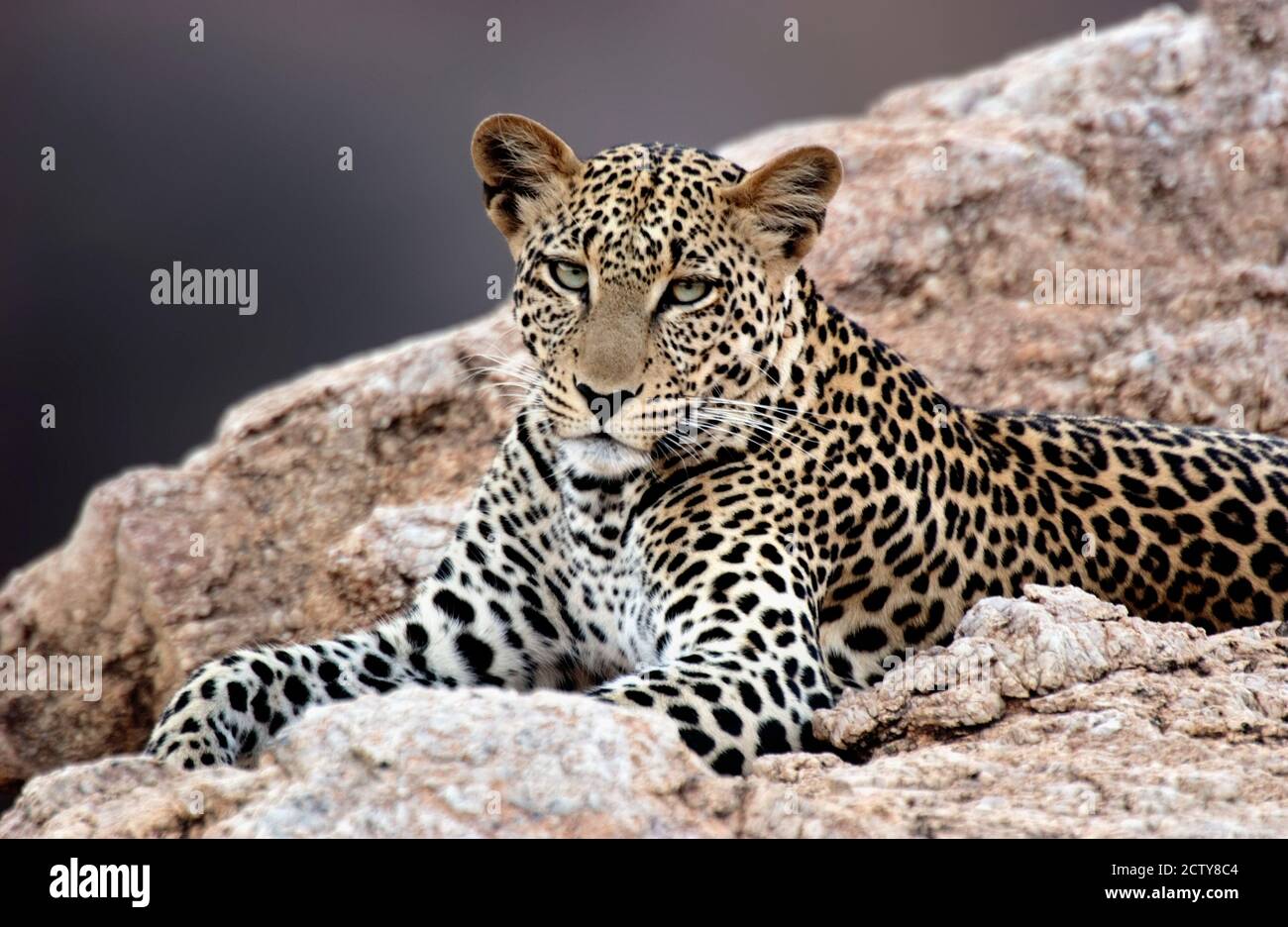 Leopard looking up hi-res stock photography and images - Alamy