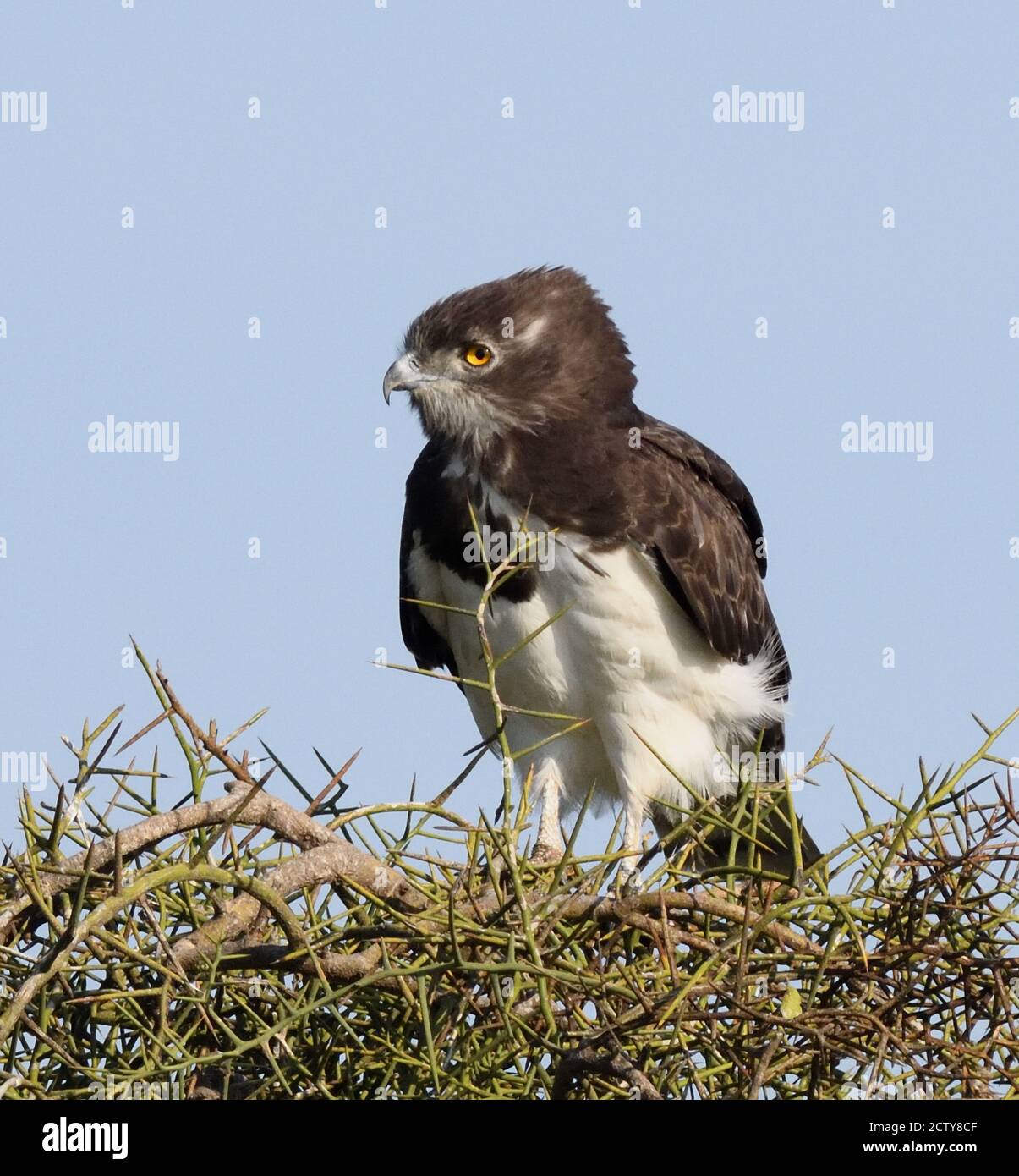 A black-chested snake eagle or black-breasted snake eagle (Circaetus ...