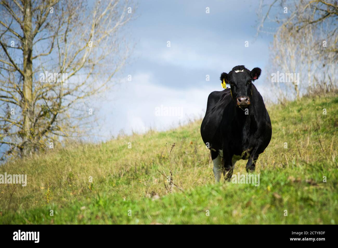 Cow on a hill hi-res stock photography and images - Alamy