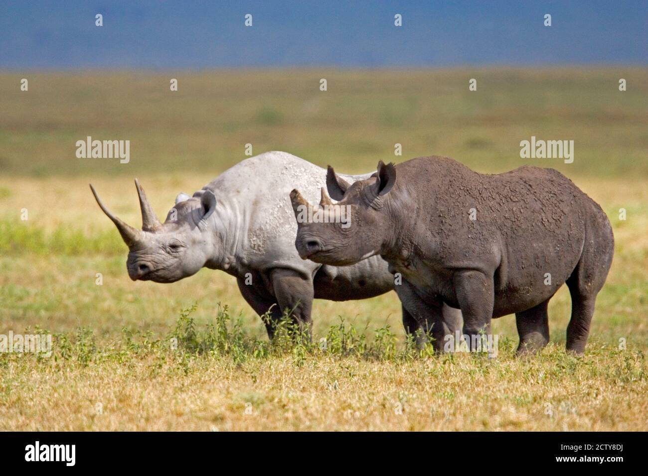 Side profile of two Black rhinoceroses standing in a field, Ngorongoro ...