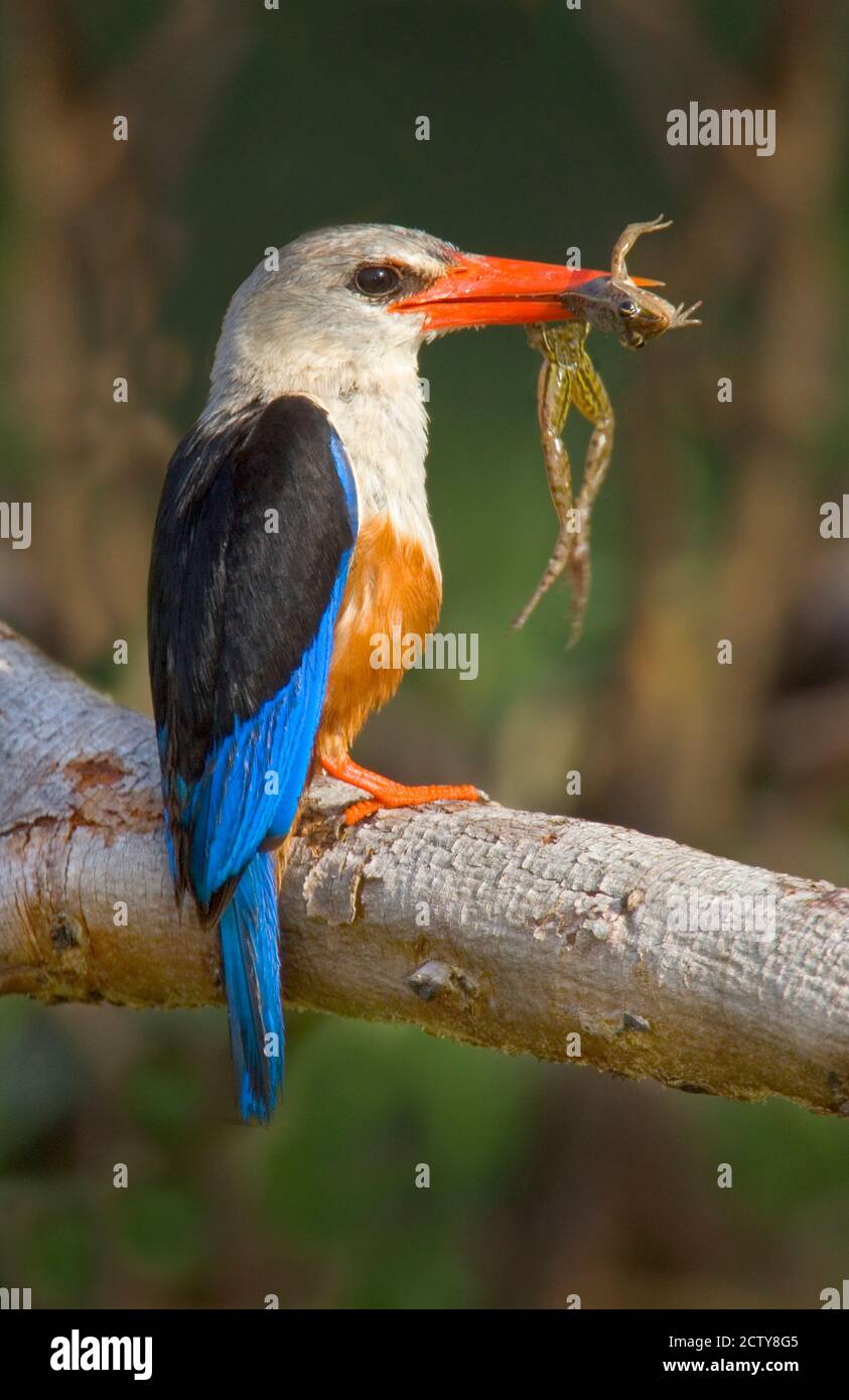 Side profile of a bird with a frog in its beak, Lake Manyara National ...