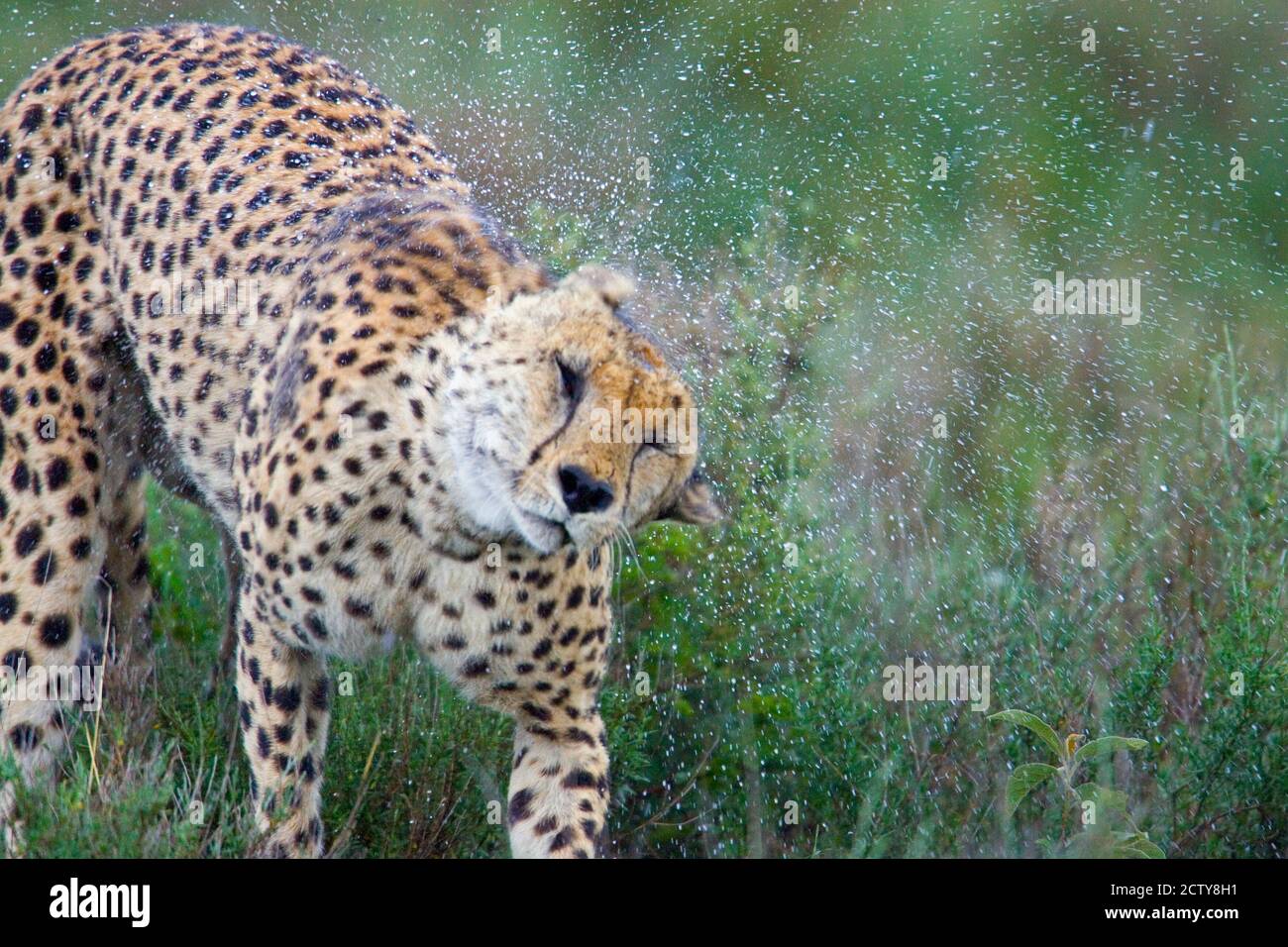 Cat shaking off water hi-res stock photography and images - Alamy