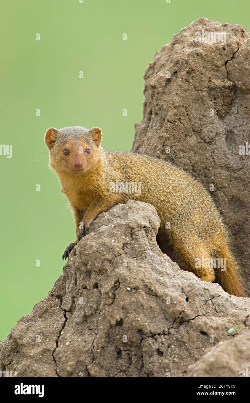 Mongoose side on hi-res stock photography and images - Alamy