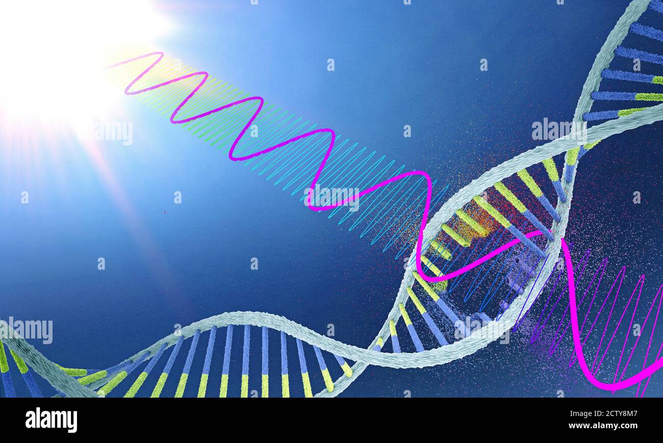 Uv radiation damaging dna hi-res stock photography and images - Alamy