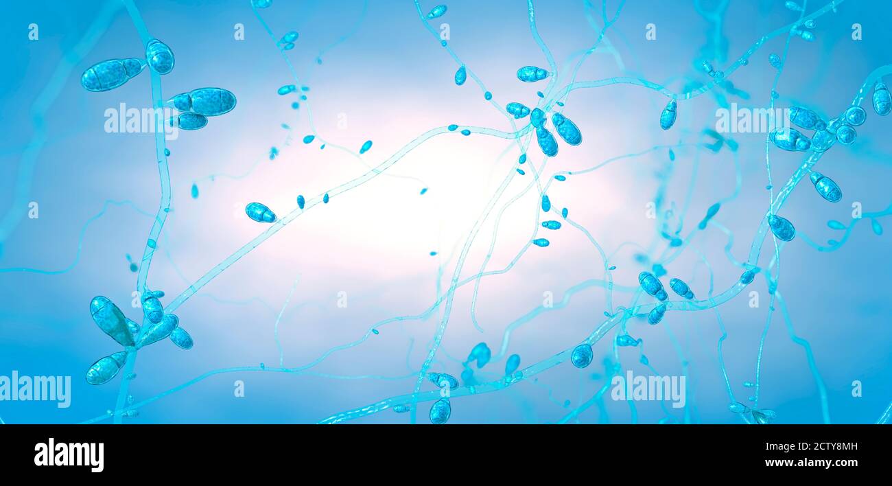 Growing dermatophyte fungus, 3d illustration Stock Photo - Alamy