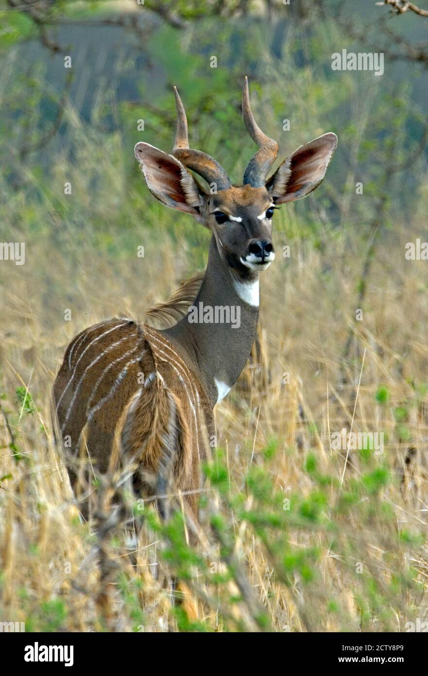 Lesser kudu standing in a forest, Tarangire National Park, Arusha ...