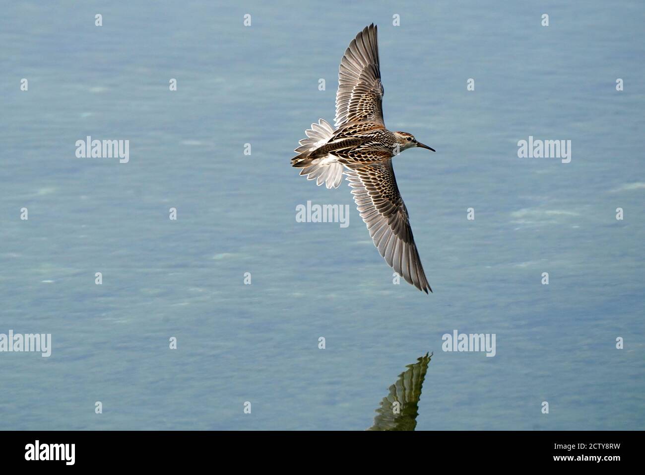 Pectoral sandpiper juvenile hi-res stock photography and images - Alamy