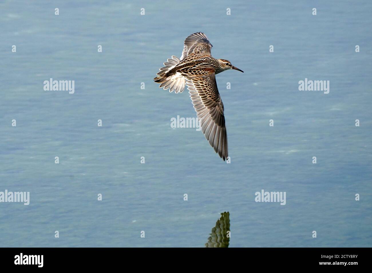 Juvenile Pectoral Sandpiper High Resolution Stock Photography and ...