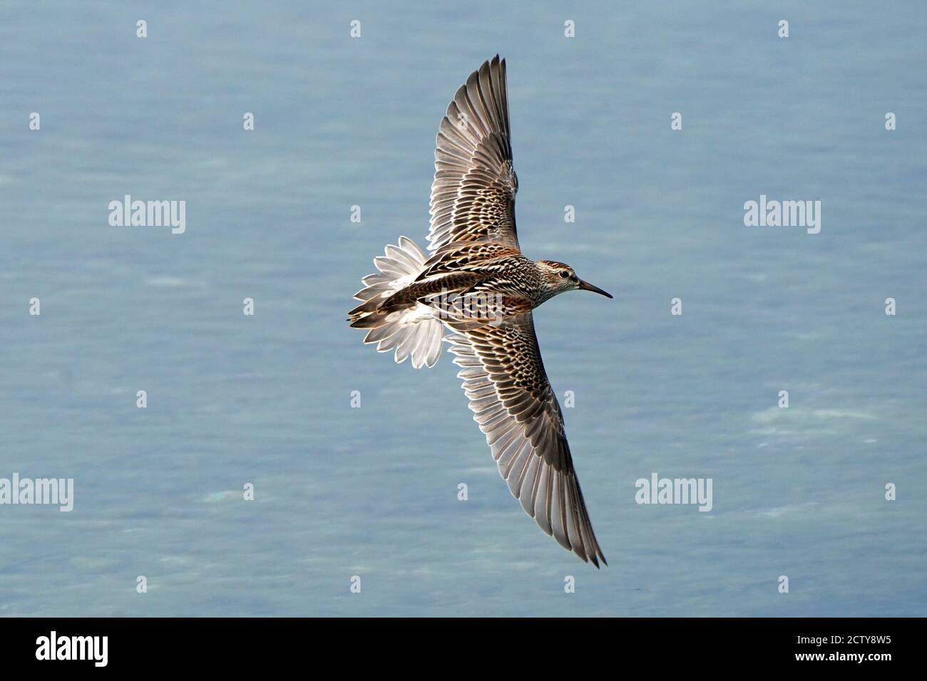 Yellow pectoral fish hi-res stock photography and images - Alamy