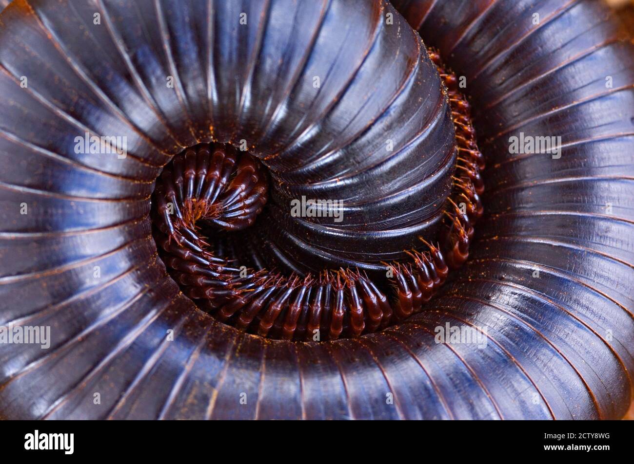 Curled up millipede hi-res stock photography and images - Alamy