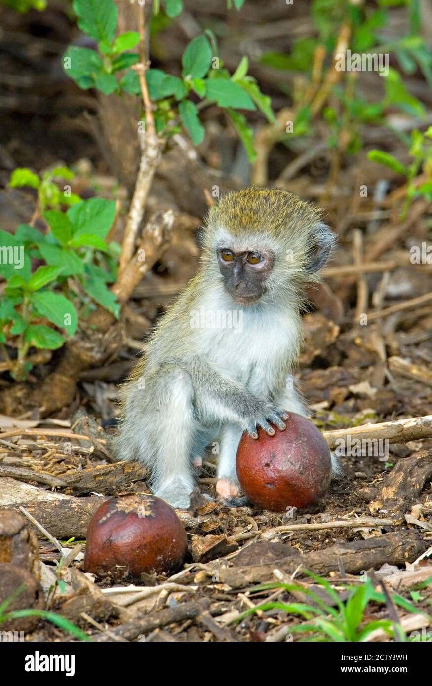 Vervet monkey holding a seed pod, Tarangire National Park, Arusha ...