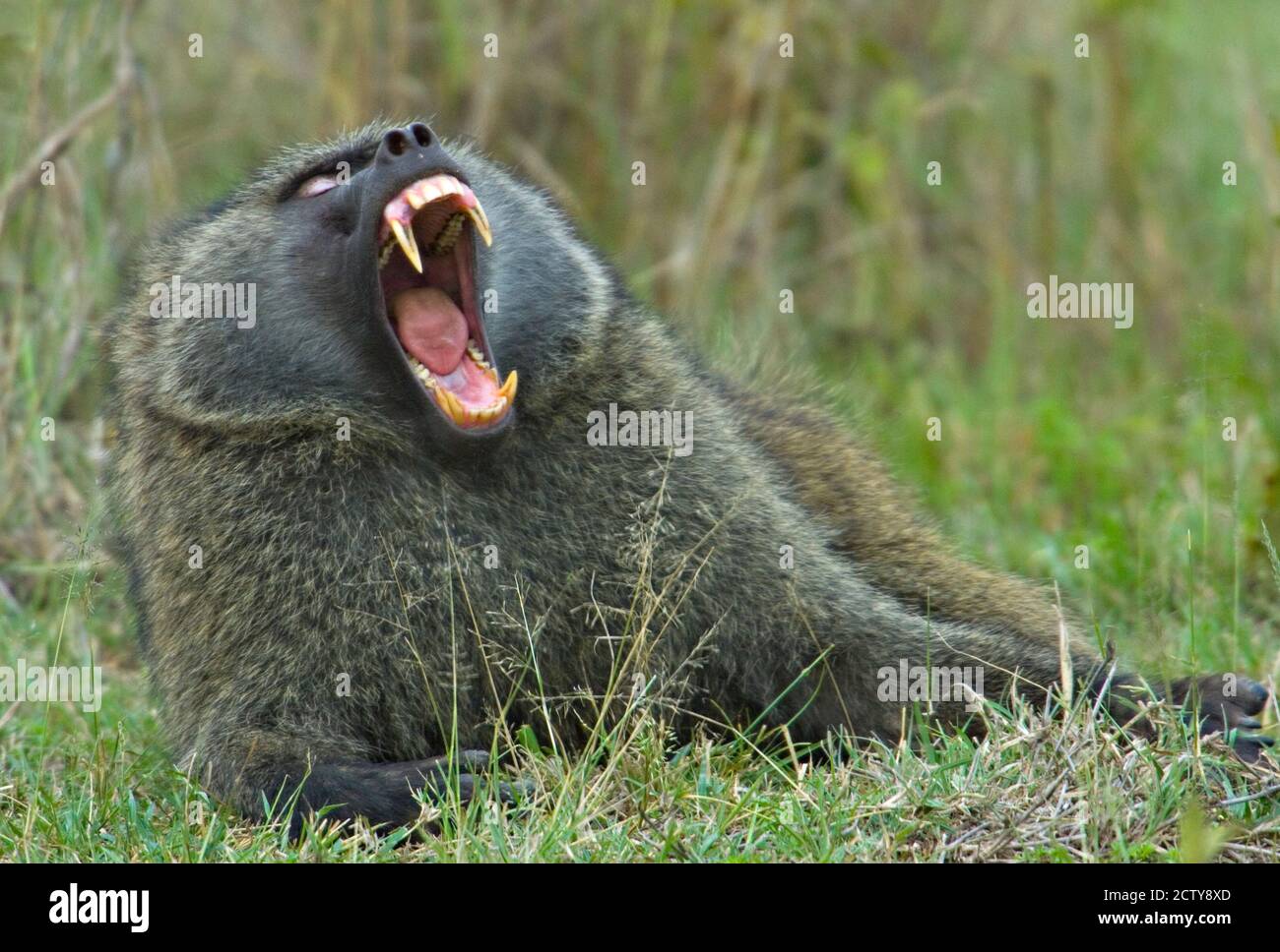 Yawning Animals