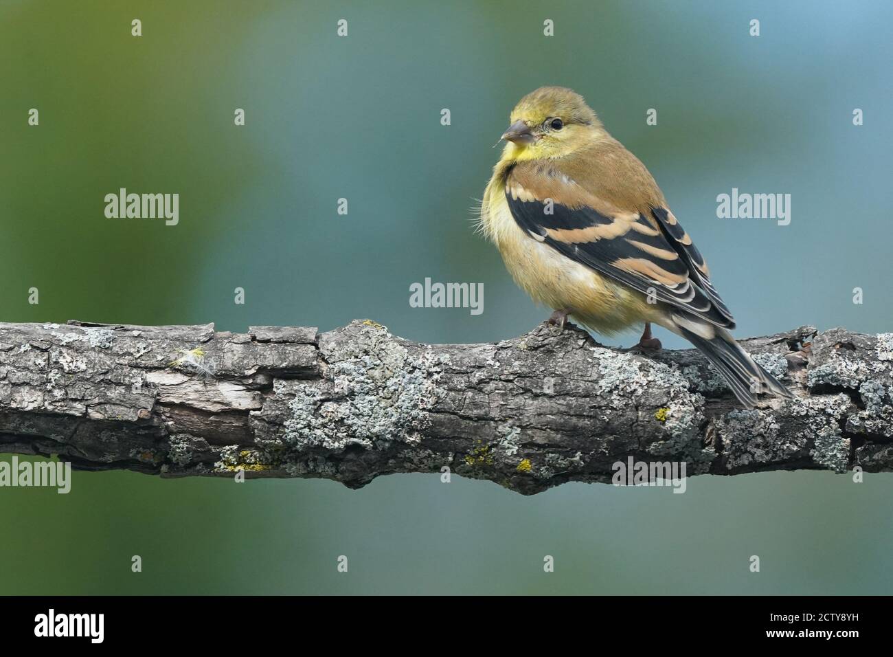 Trees goldfinches hi-res stock photography and images - Alamy