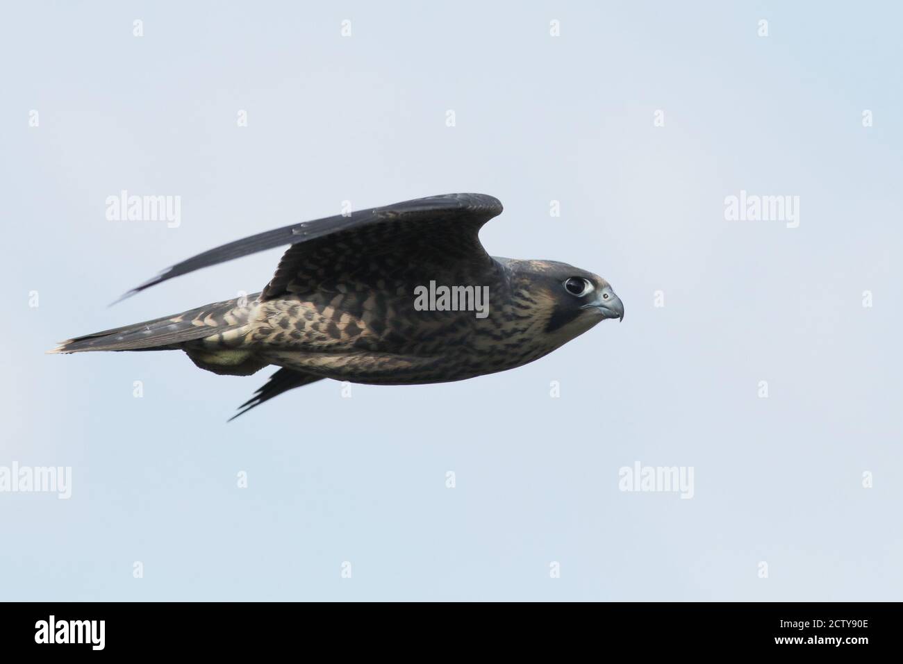 peregrine falcon (falco peregrinus) in flight Stock Photo - Alamy