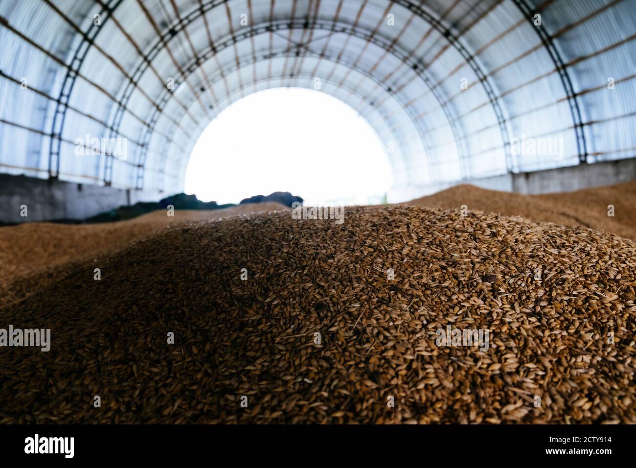 Wheat grain storage in the arched hangar Stock Photo - Alamy