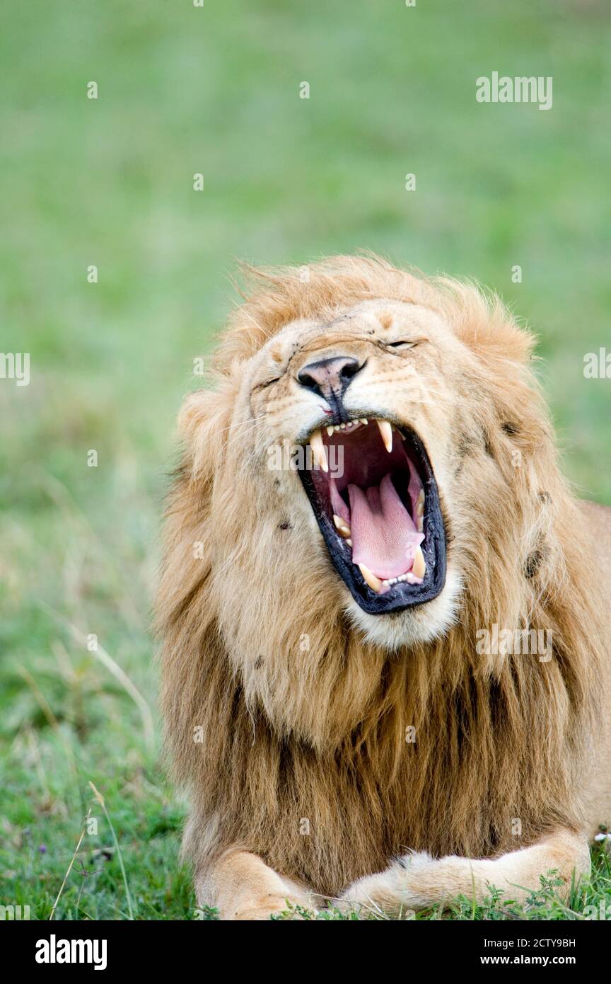 Angry lion hi-res stock photography and images - Alamy