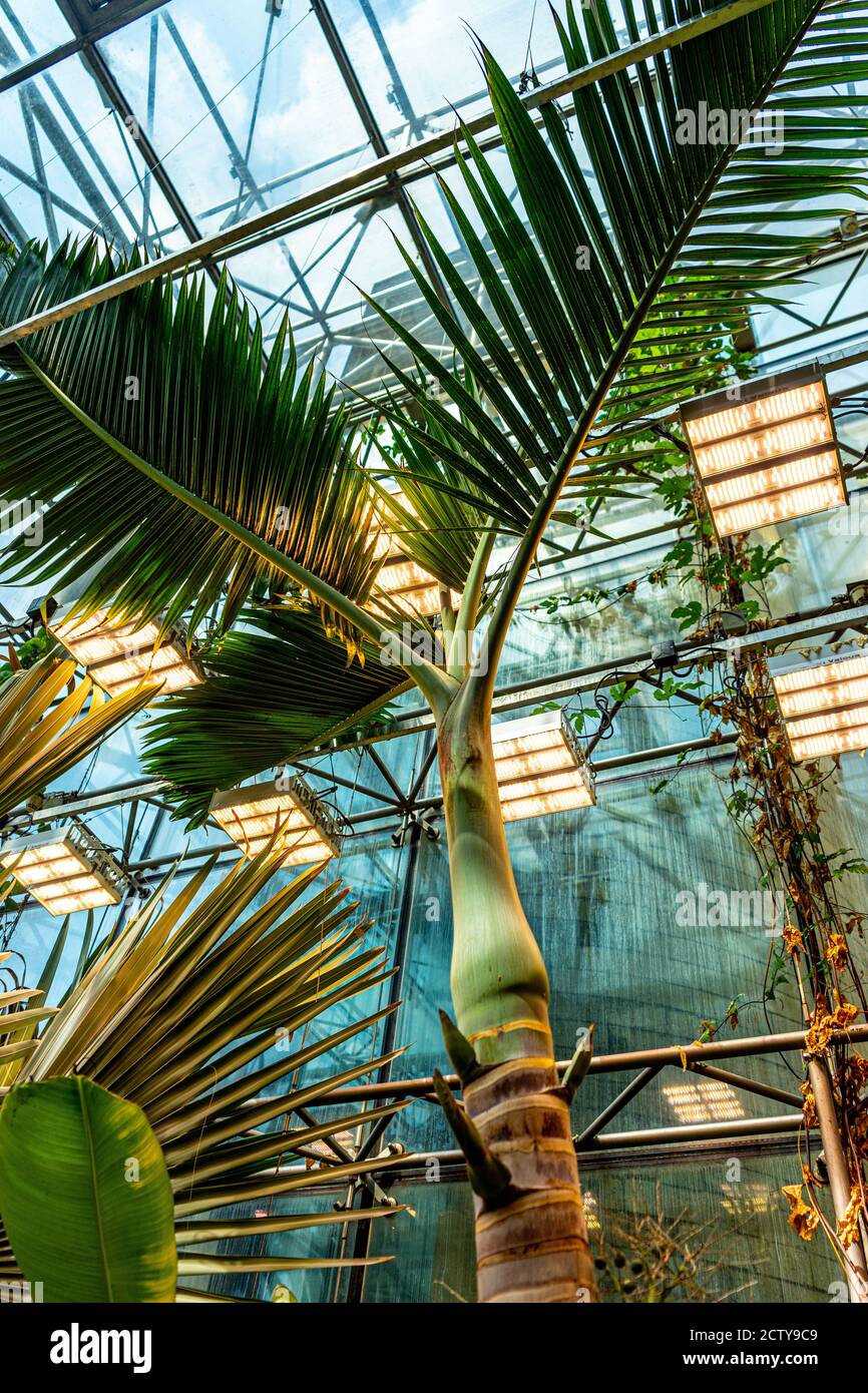 Vertical low angle shot of a tall exotic tree inside an illuminated ...
