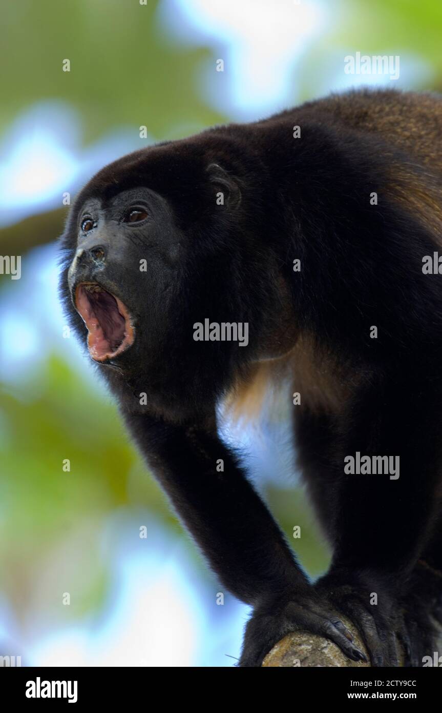 Howler monkey hi-res stock photography and images - Alamy