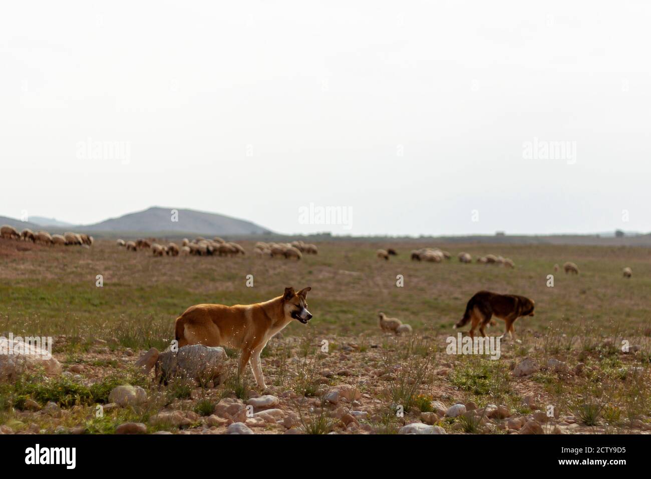 Herd sheep grazing on savannah hi-res stock photography and images - Alamy
