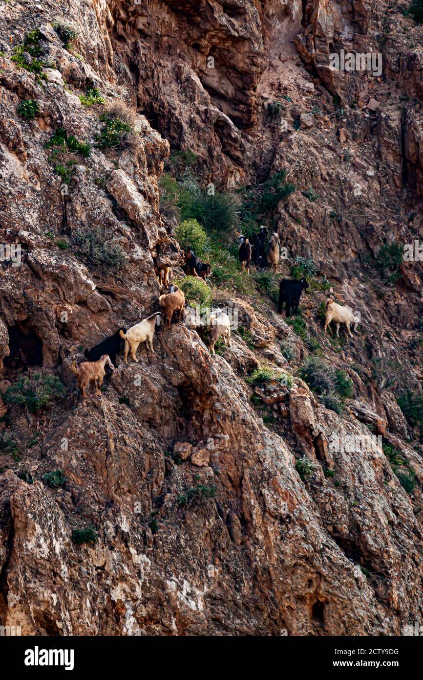 Goats climbing middle east hi-res stock photography and images - Alamy