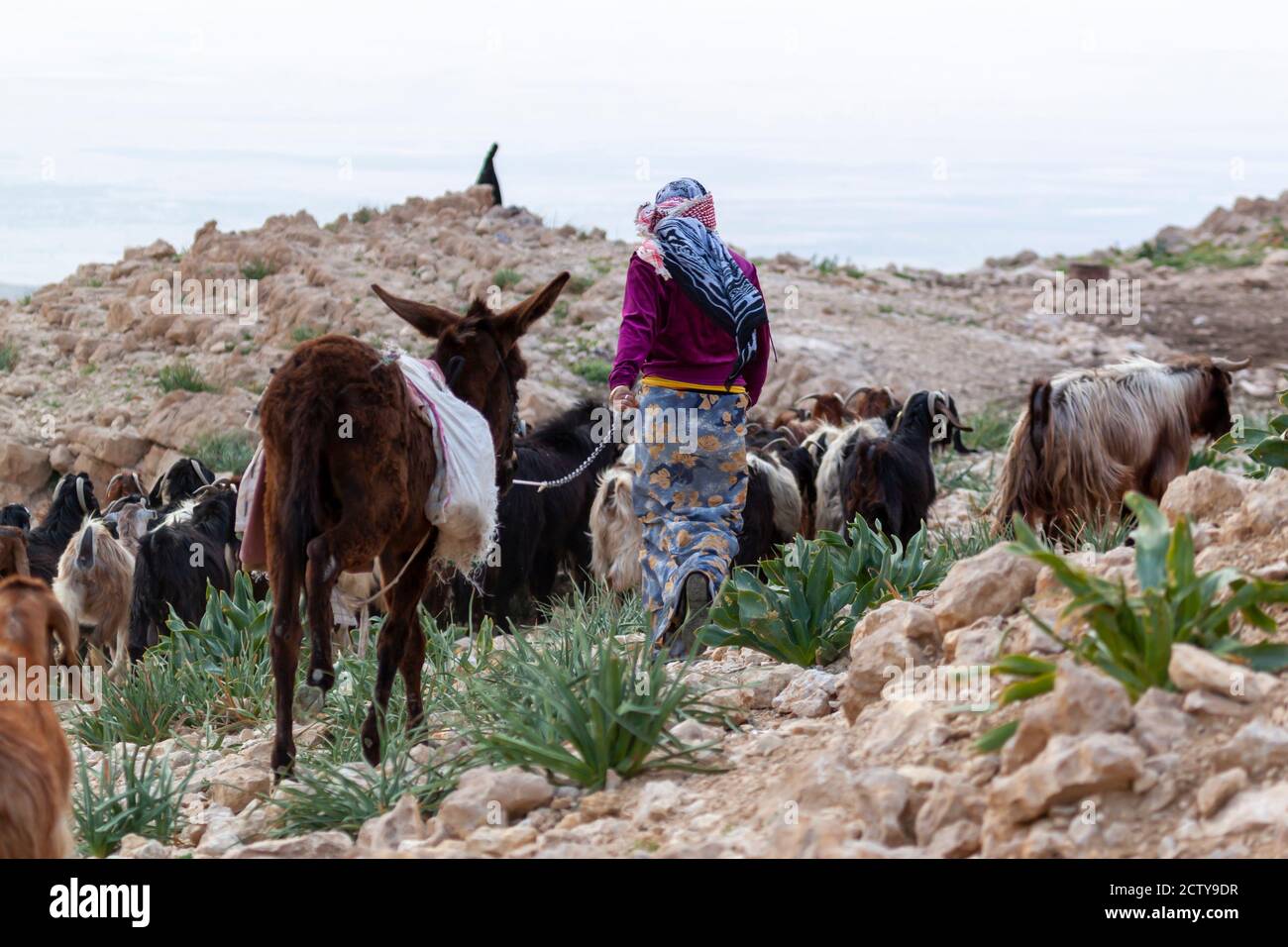 Donkey and goat hi-res stock photography and images - Alamy