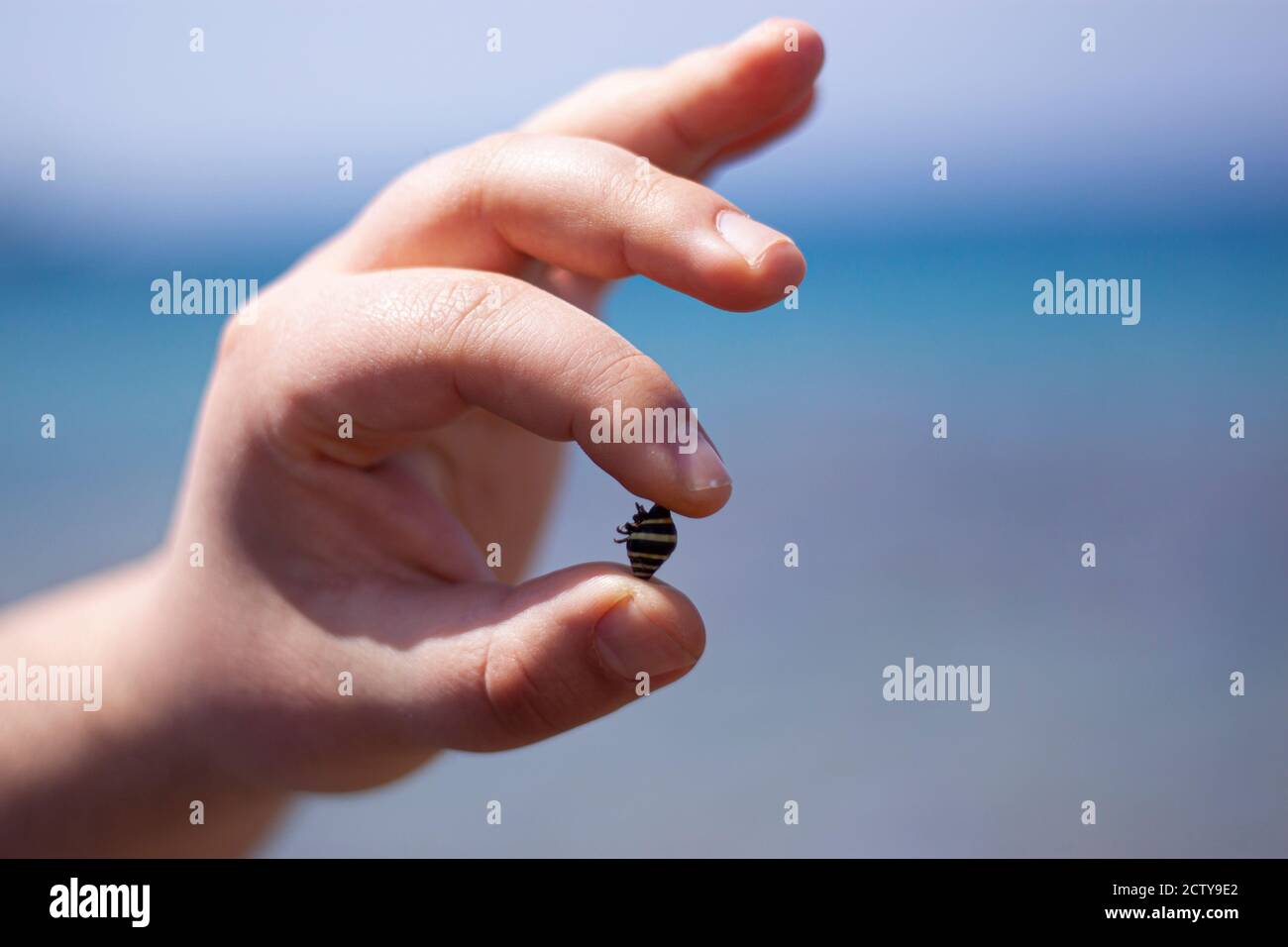 A close up image of an isolated male hand holding a sea snail shell ...