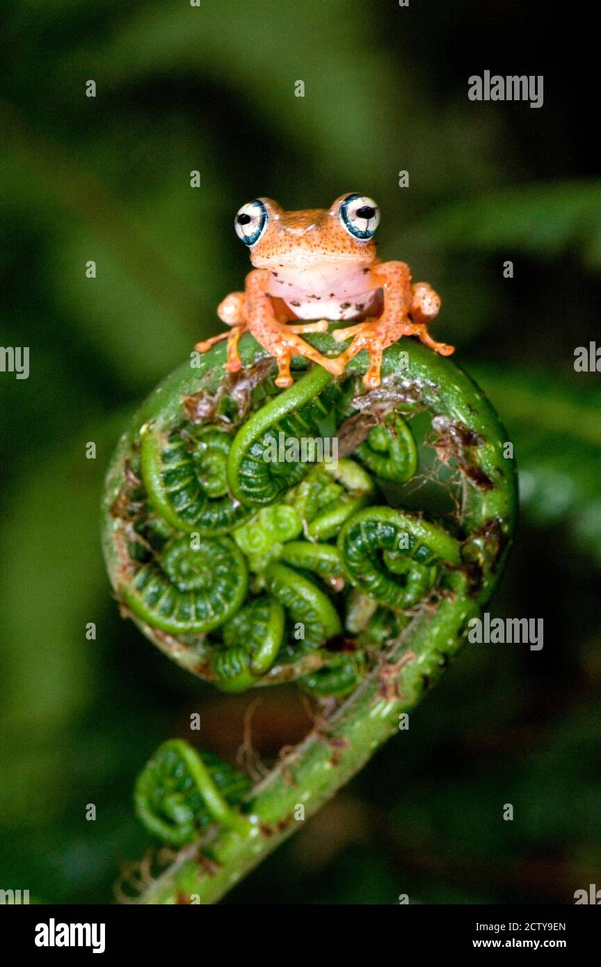 Blue frog hi-res stock photography and images - Alamy