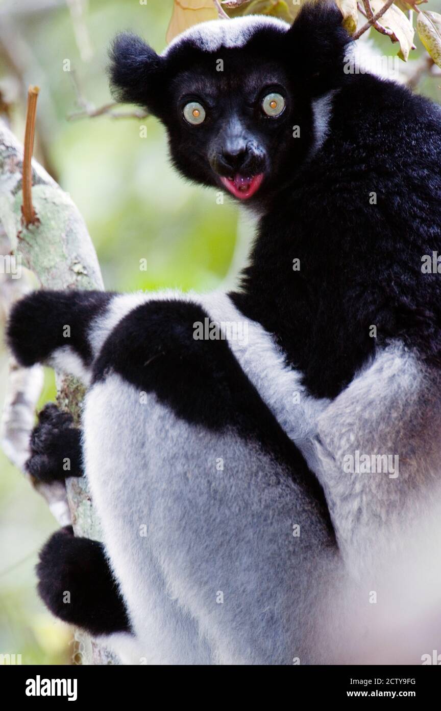 Close-up of an Indri lemur (Indri indri), Andasibe-Mantadia National ...