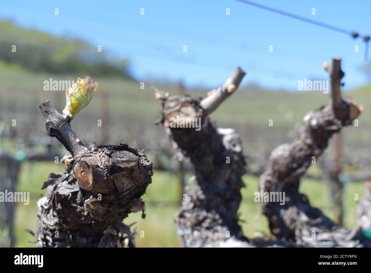 Closeup shot of cut tree branches Stock Photo - Alamy