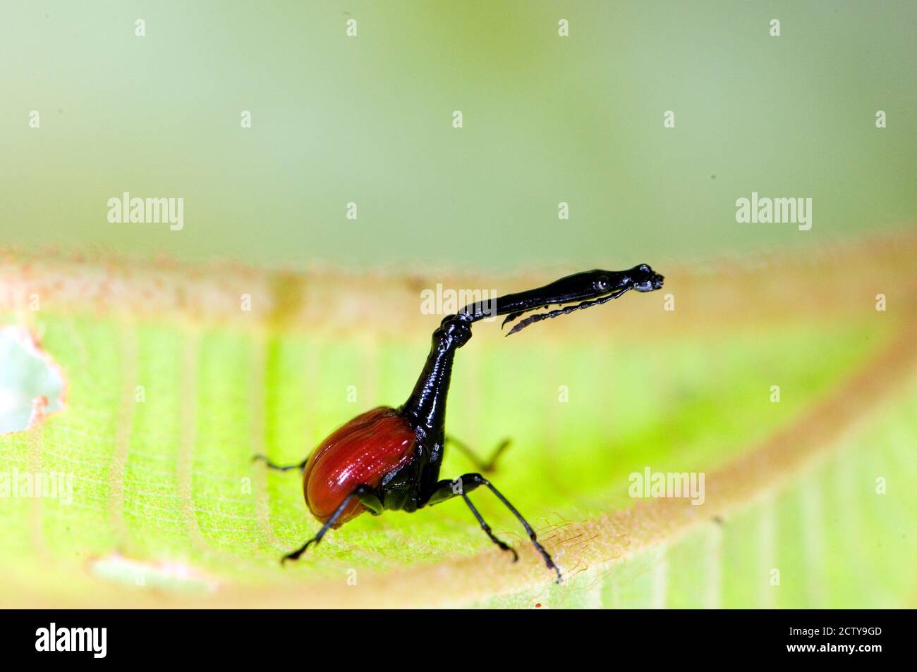 Close-up of a Giraffe weevil (Trachelophorus giraffa) on a leaf ...