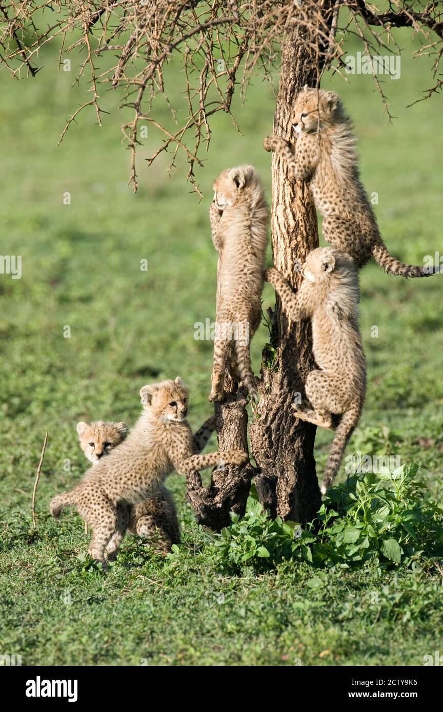 Cheetah cubs (Acinonyx jubatus) climbing a tree, Ndutu, Ngorongoro ...