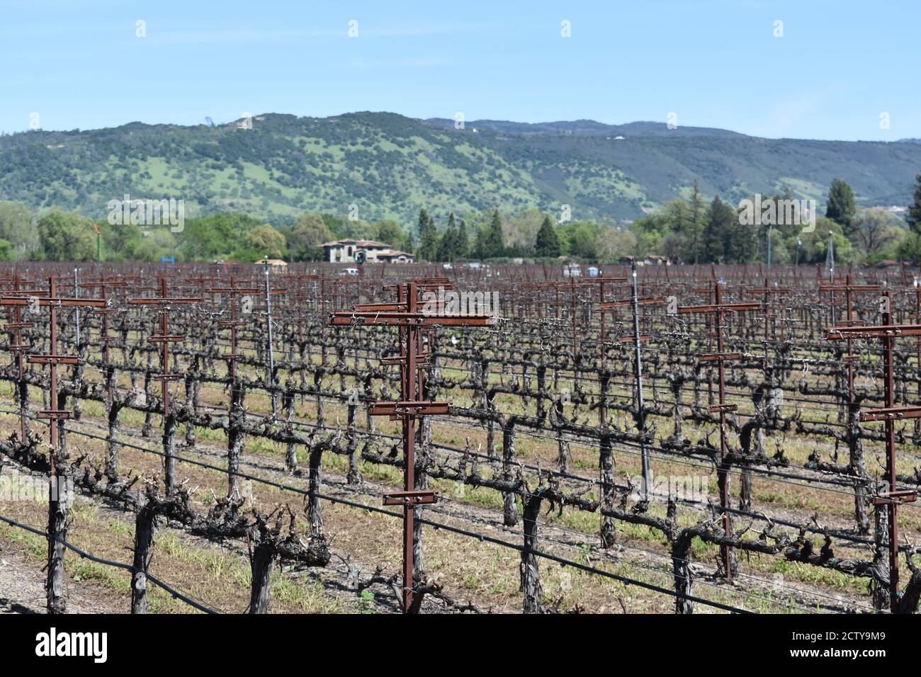 Beautiful countryside scenery with large vineyards Stock Photo - Alamy