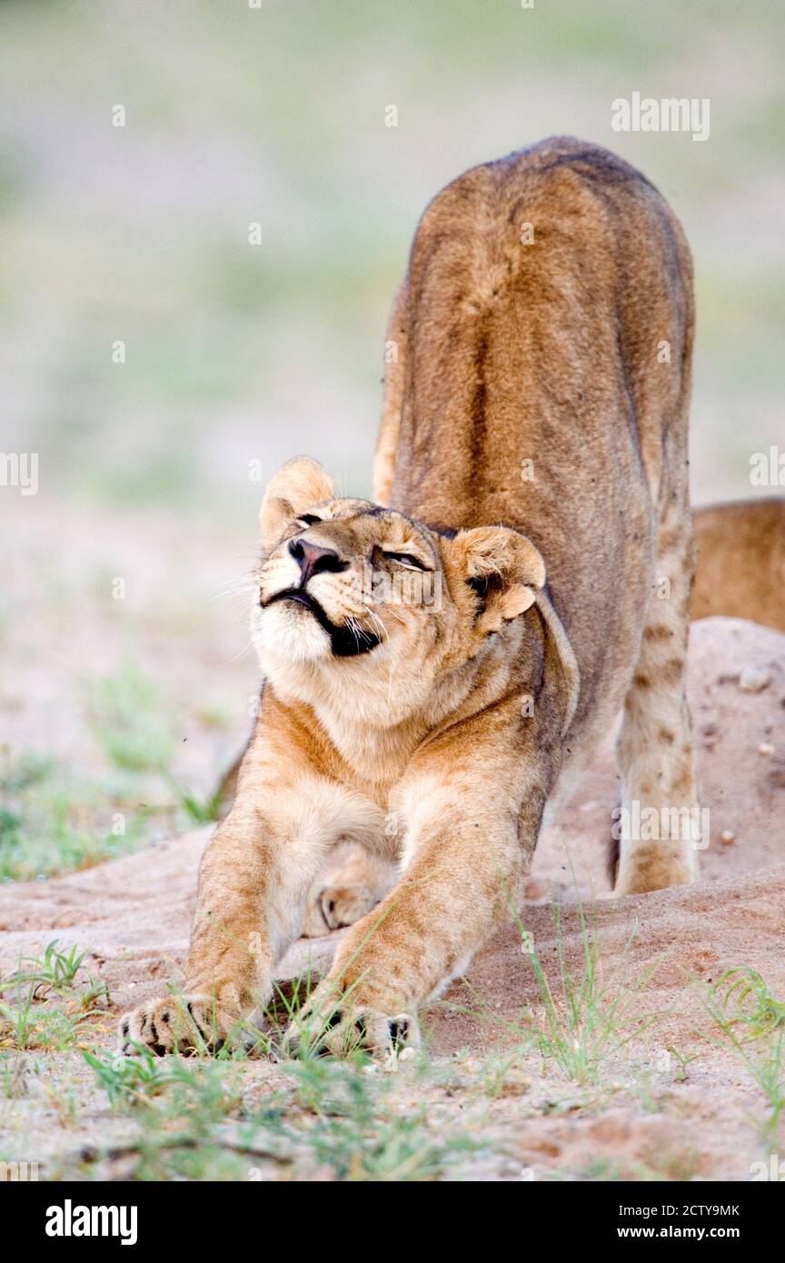 Lioness (Panthera leo) stretching in a forest, Tarangire National Park ...
