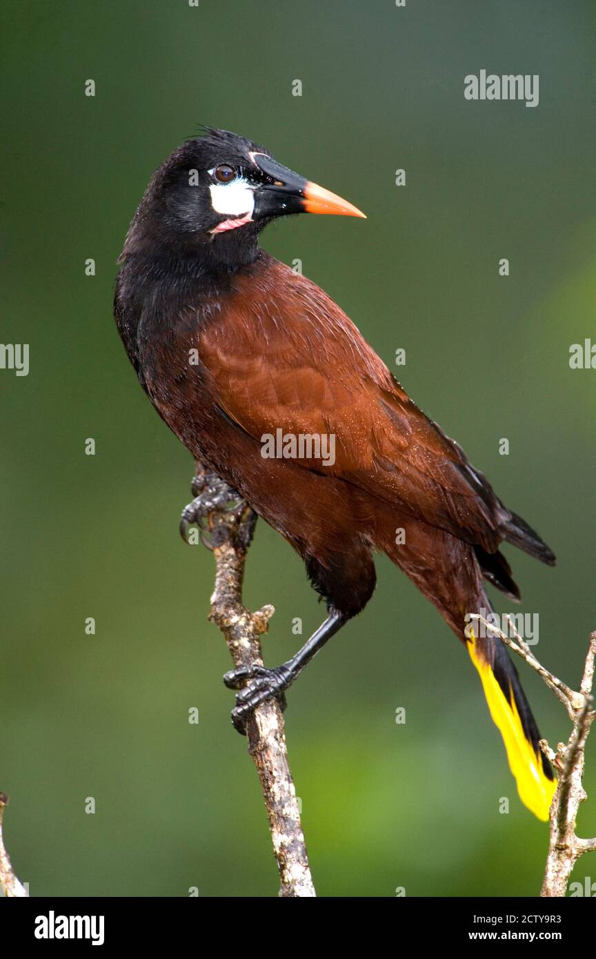 Montezuma oropendola hi-res stock photography and images - Alamy