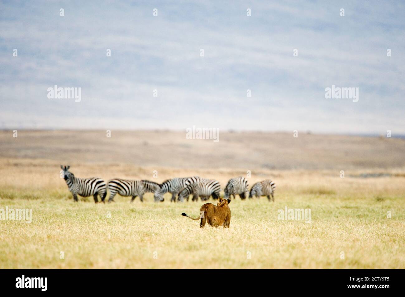 Herd zebras zebra looking hi-res stock photography and images - Alamy