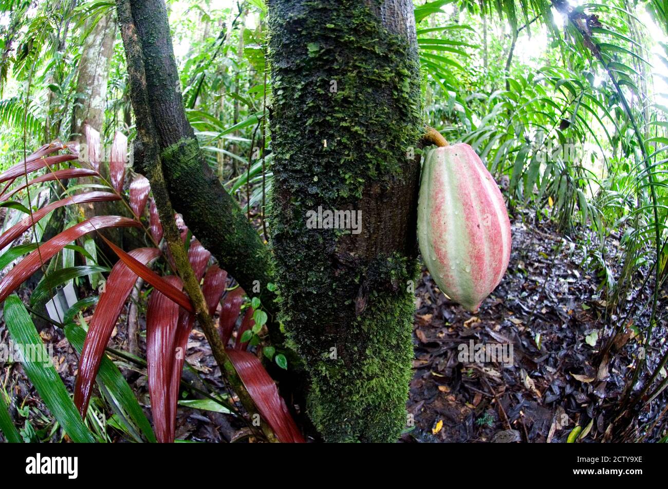 Cocoa tree in a rainforest, Costa Rica Stock Photo - Alamy