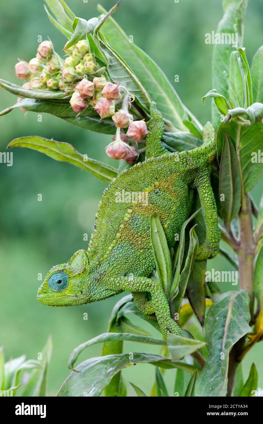 Close-up of a Dwarf chameleon (Brookesia minima), Ngorongoro Crater ...