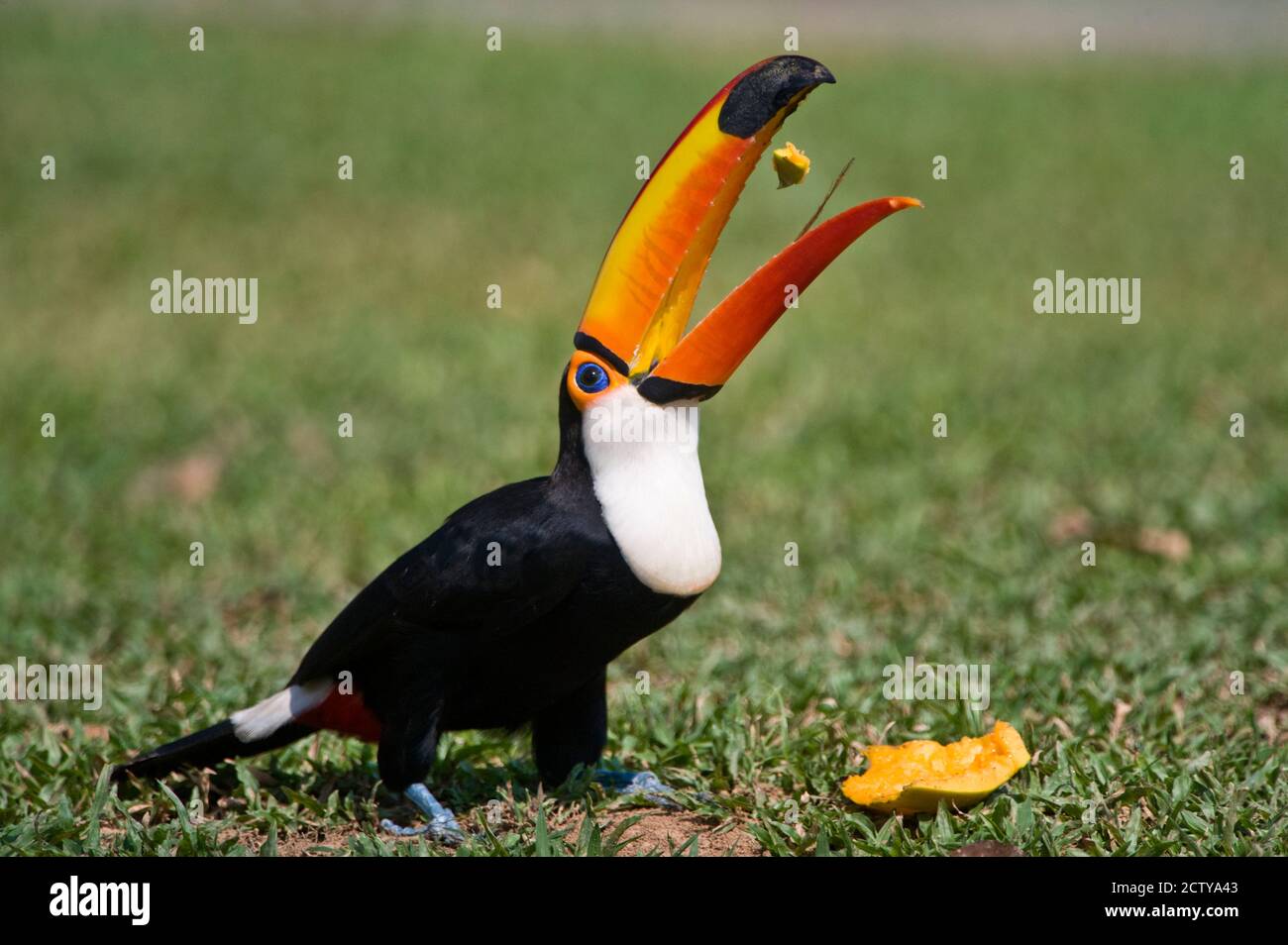 Bird toucan toco hi-res stock photography and images - Alamy