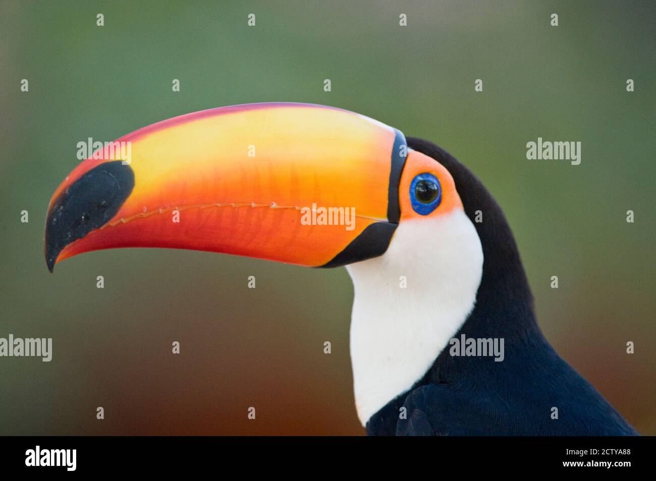 Toco toucan hi-res stock photography and images - Alamy