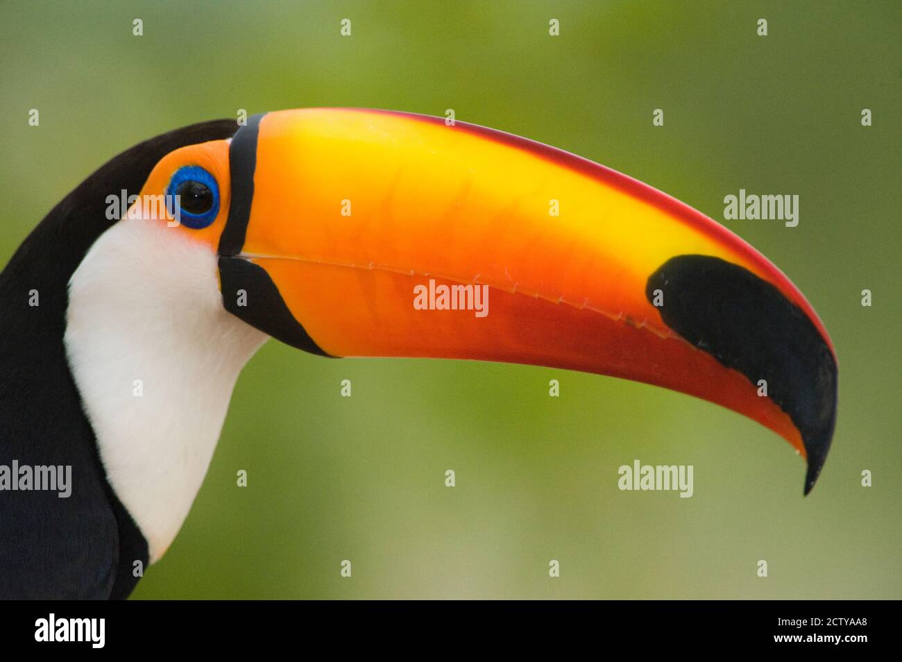 Close-up of a Toco toucan (Ramphastos toco), Three Brothers River ...