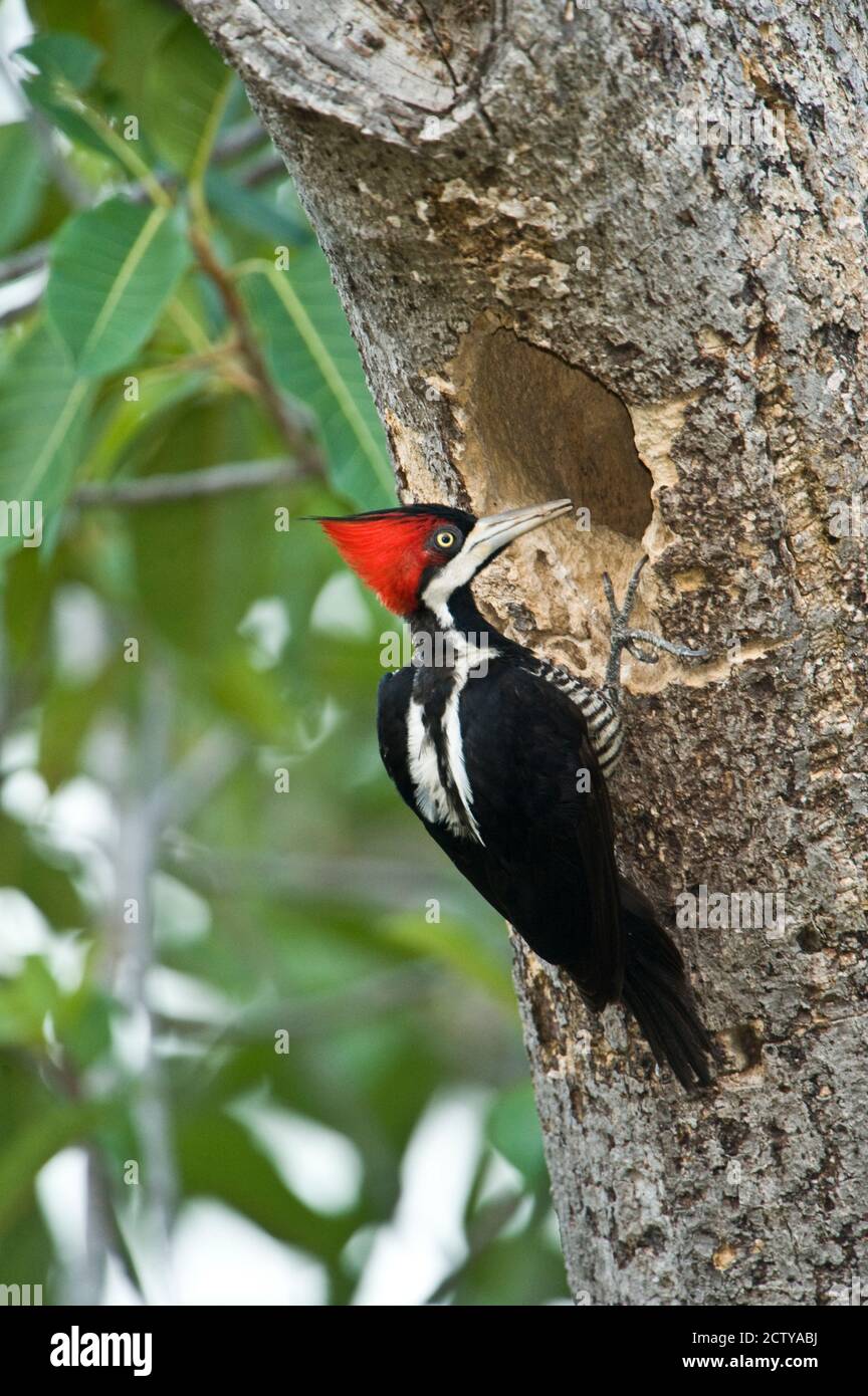 Crimson Crested woodpecker (Campephilus melanoleucos), Three Brothers ...