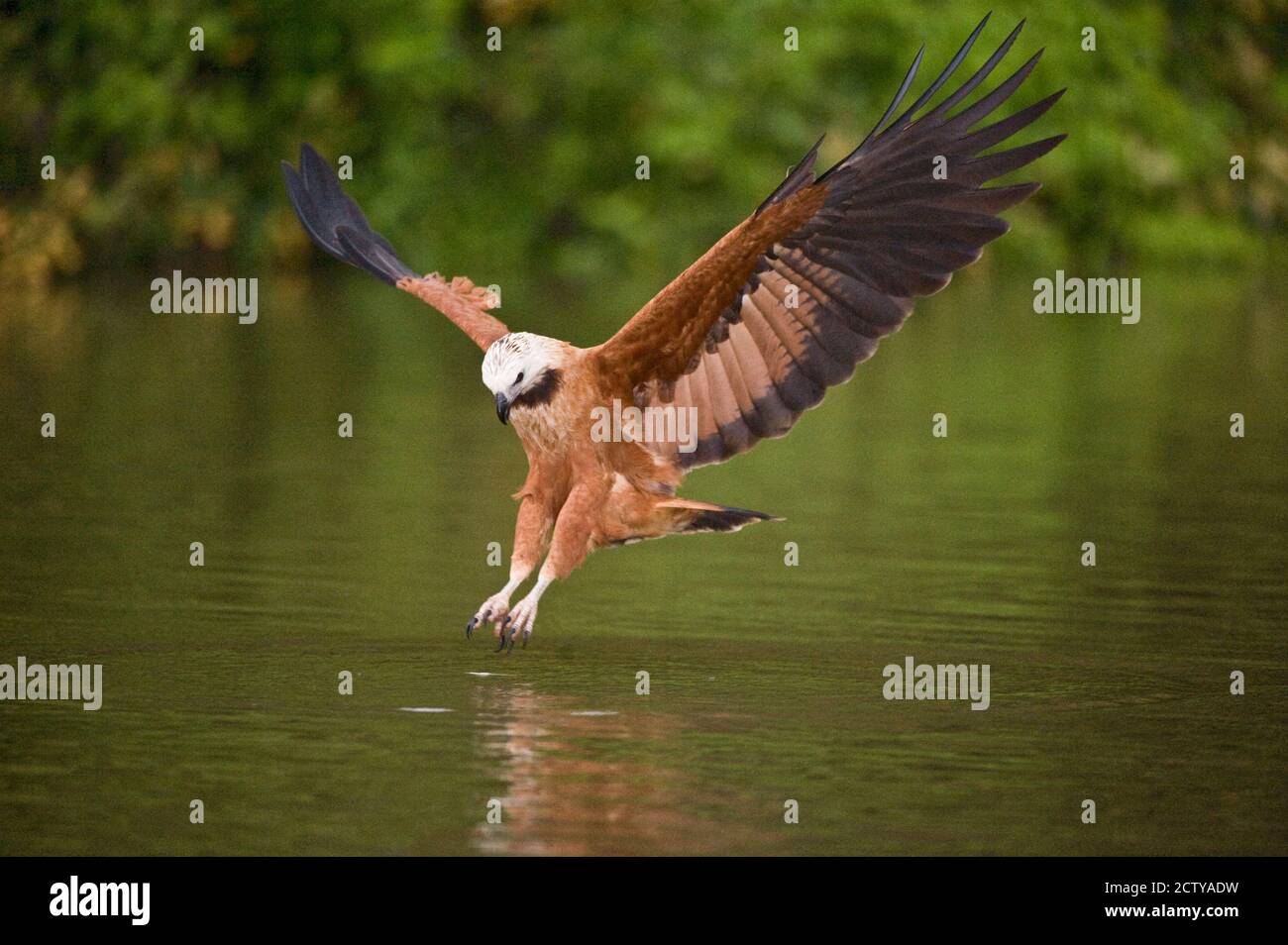 Black-Collared hawk (Busarellus nigricollis) pouncing over water for ...